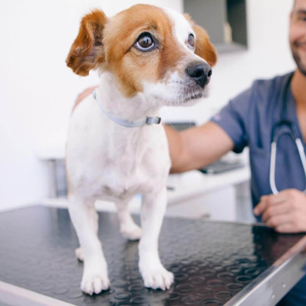 Laveen, AZ Veterinary Services | Animal Hospital Of Laveen